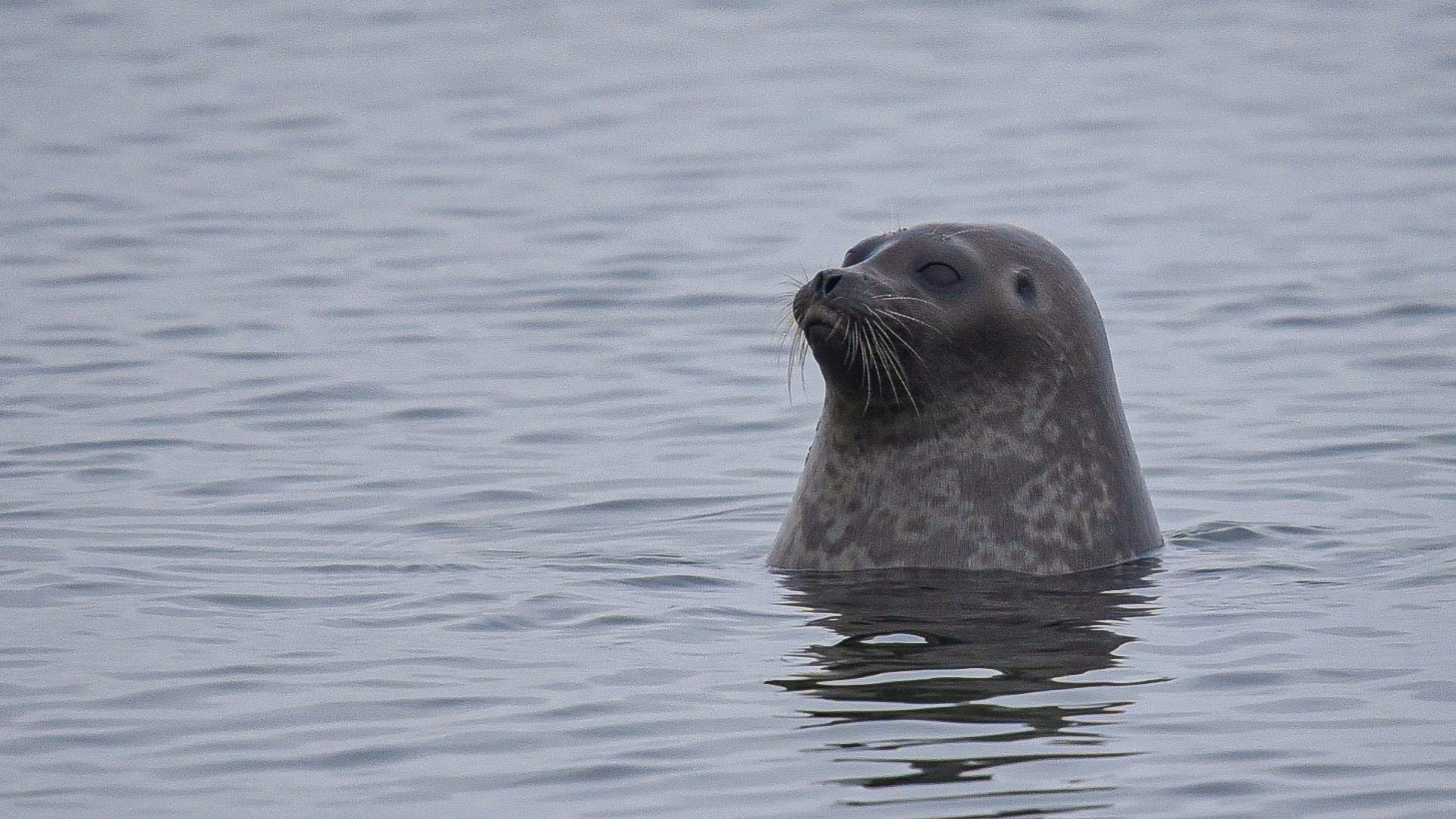Marine environment - research group - Turku AMK