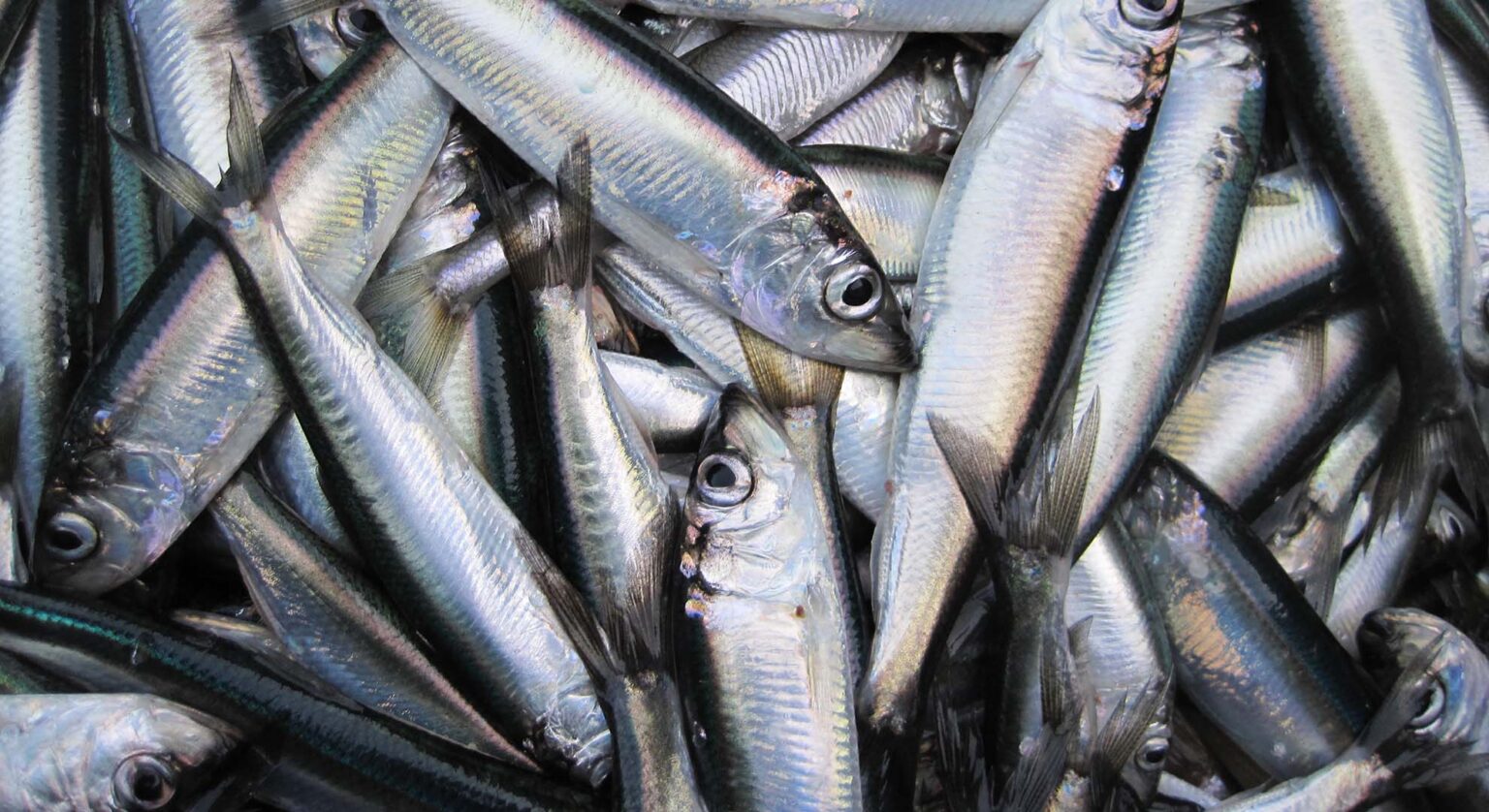 I smell fish - Blue products 3.0 - Turku AMK